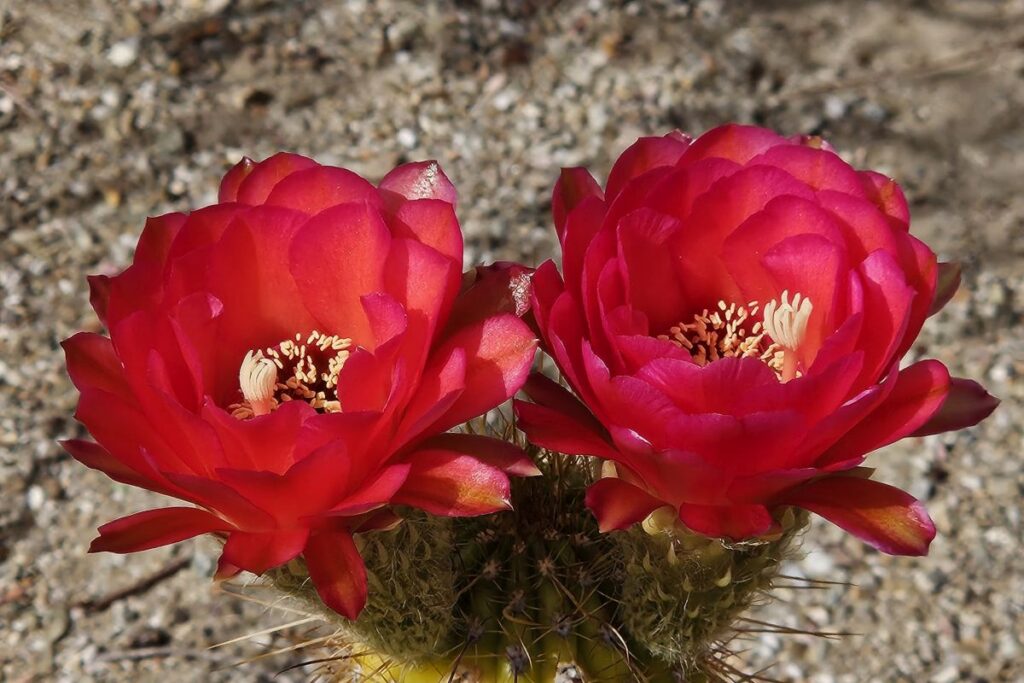 Flowers – Cap'n Bob & the Damsel
